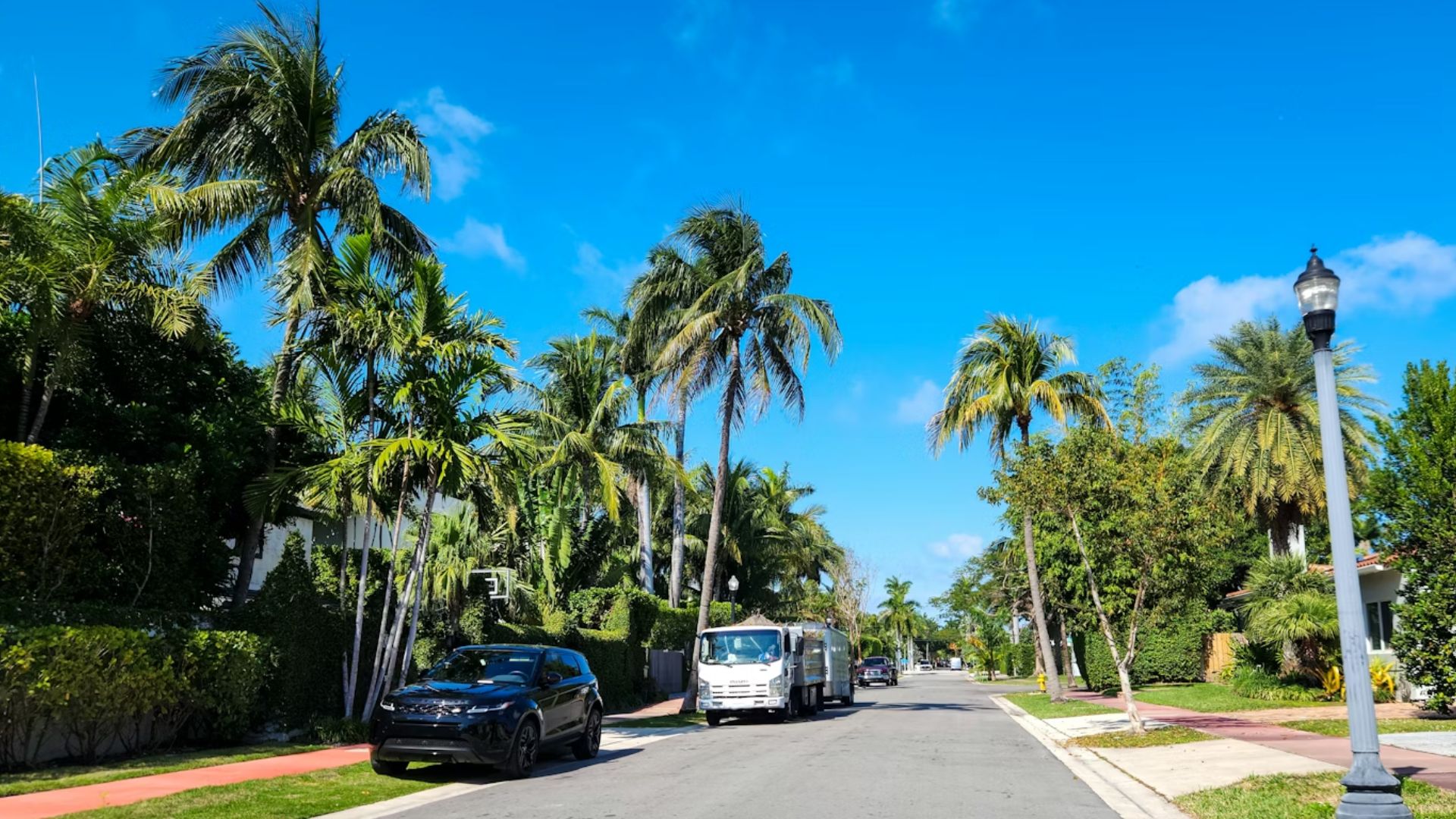 Coral Springs introduces new street tree program offering homeowners up ...